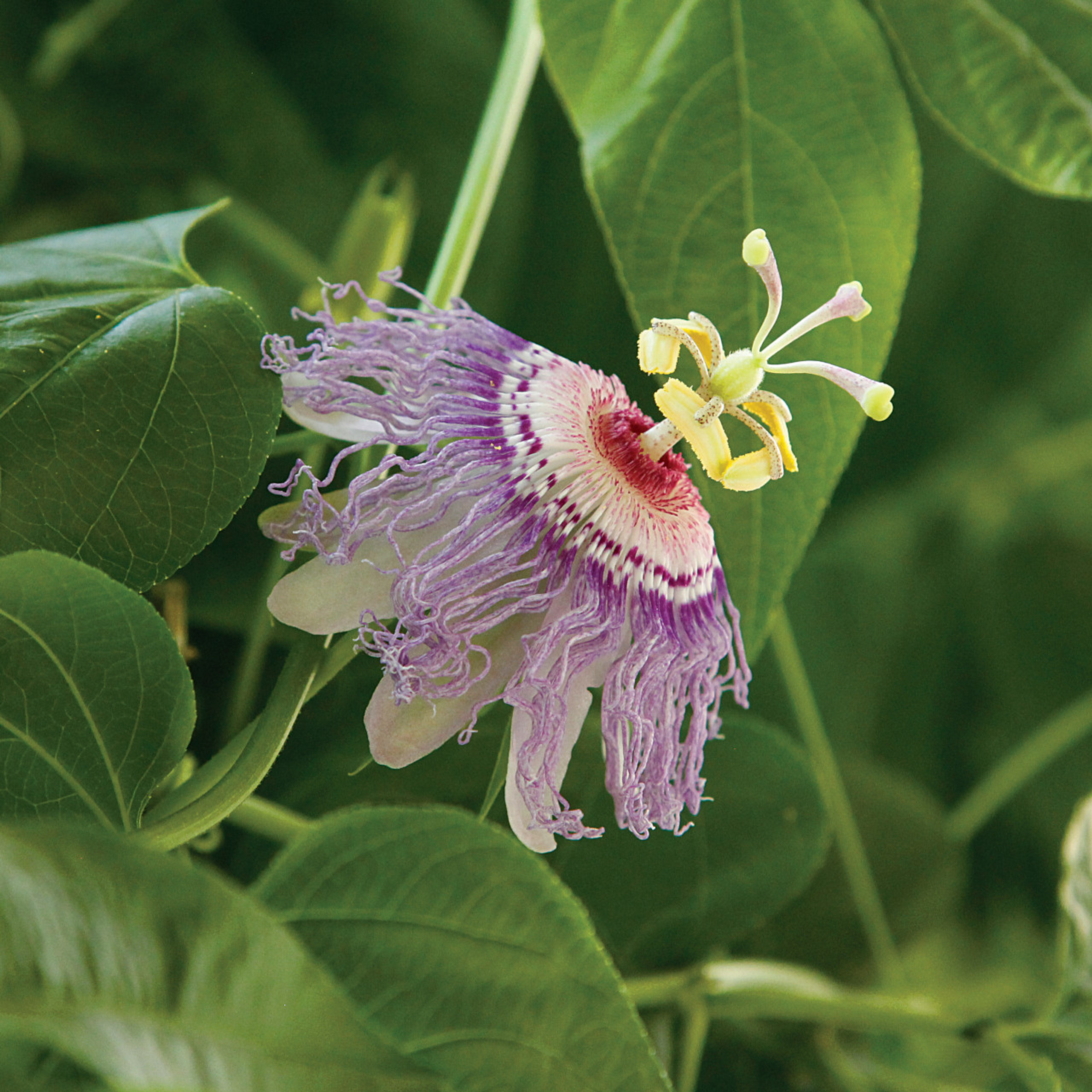 Passiflora Incarnata Passion Flower